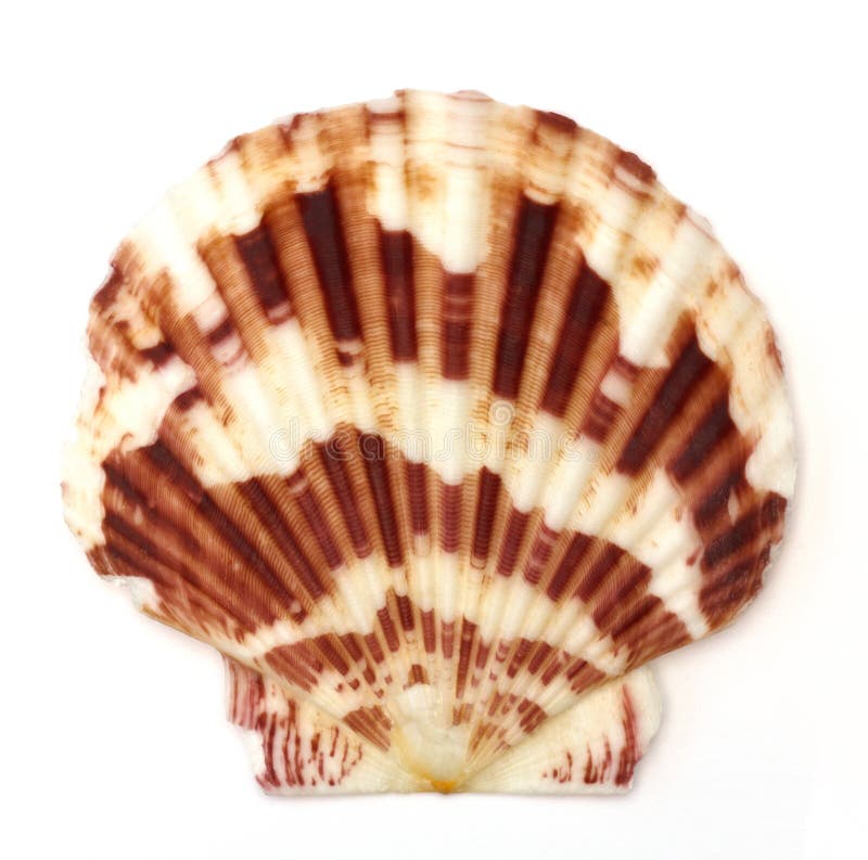 Conch shell, top view stock image. Image of nature, seashell - 18198167