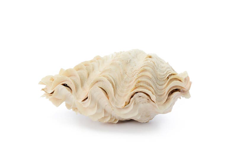 Sea shell on white stock image. Image of wildlife, biology - 4435765