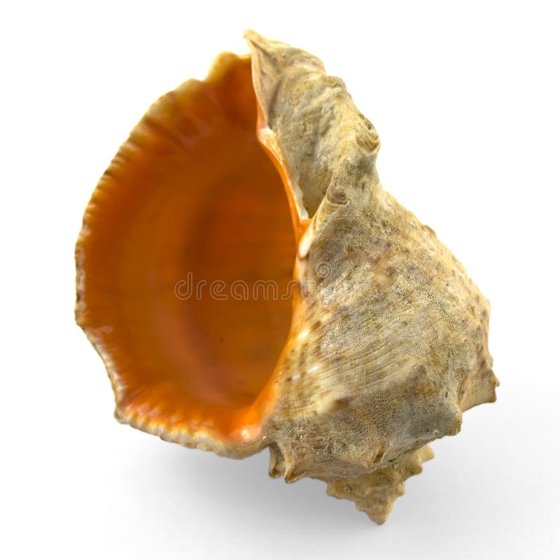 Sea Shell on White Background Stock Image - Image of decoration, white ...