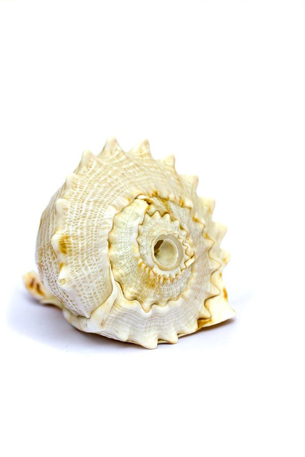 A pointed shell stock image. Image of beach, sharp, pointed - 62296389