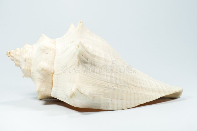 Sea Shell on White Background Stock Photo - Image of beach, clams: 58776918