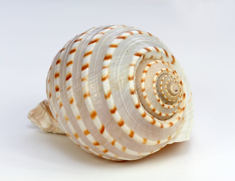 Sea Shell on a White Background Stock Photo - Image of shell, spiral ...