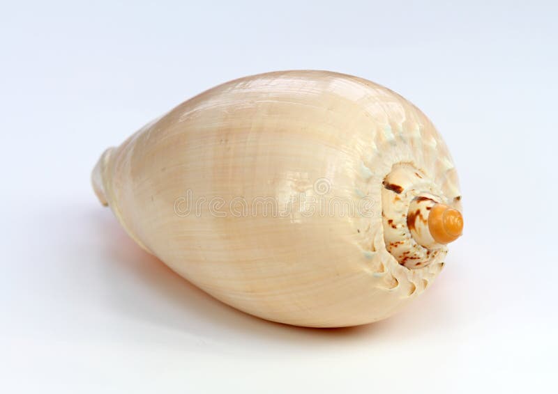 Sea Shell on a White Background Stock Image - Image of beauty, shell ...