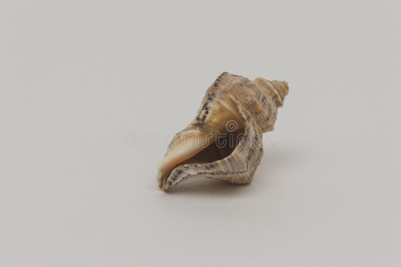 Sea Shell on a White Background Close Up Stock Photo - Image of object ...