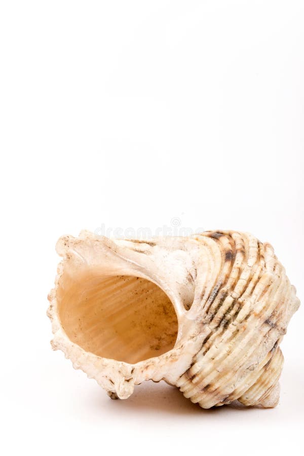 Sea Shell on the White Background with Copy Space Stock Image - Image ...