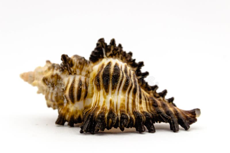 Sea Shell on the White Background Stock Photo - Image of souvenir ...