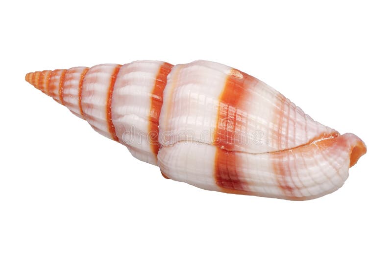 Sea Shell on a White Background Stock Image - Image of violet, animal ...