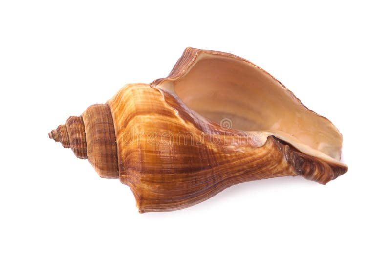 Sea Shell an Isolated on White Background Stock Image - Image of exotic ...