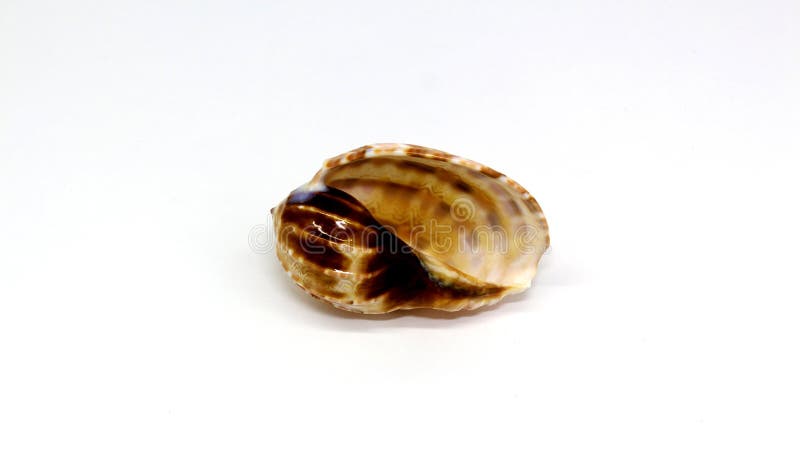 Shell from the Beach on White Background, Isolated Stock Image - Image ...