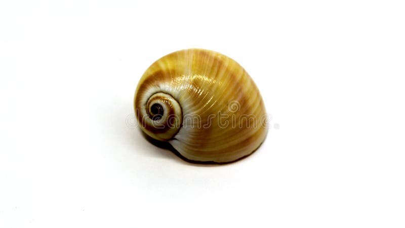 Shell from the Beach on White Background, Isolated Stock Image - Image ...