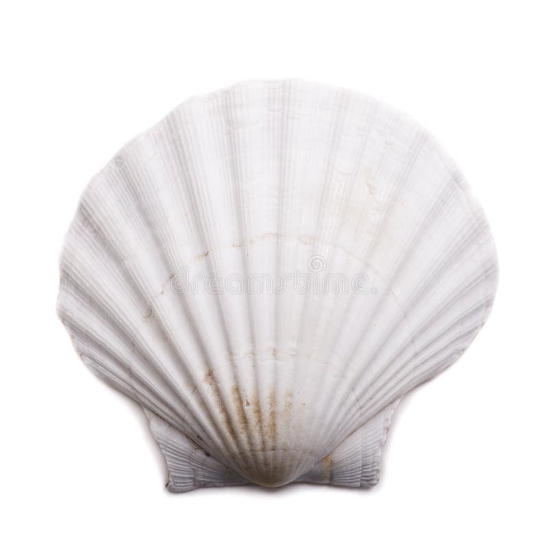 Sea Shell on White Background Stock Image - Image of wildlife, single ...
