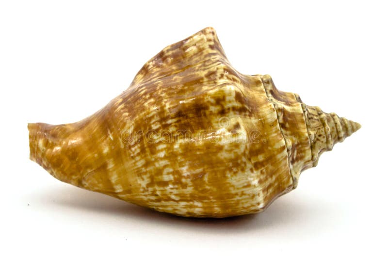 Sea Shell on the White Background Stock Image - Image of white ...
