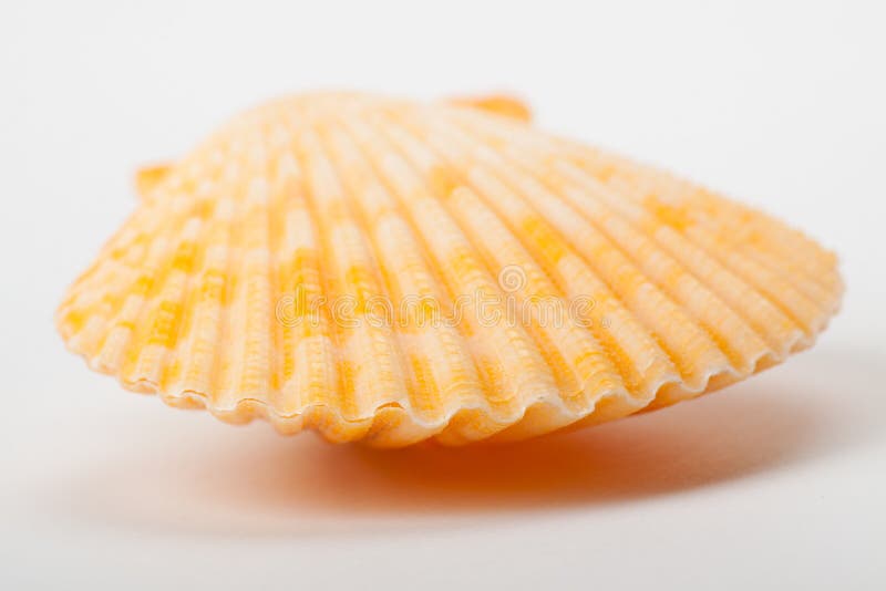 Shell Frame on White Background Stock Image - Image of closeup, shell ...