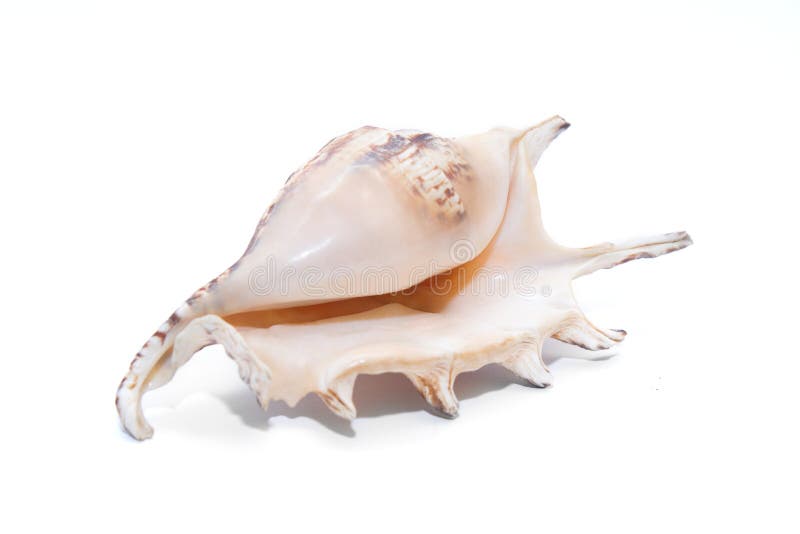 14,069 Conch Shell Texture Background Stock Photos - Free & Royalty ...