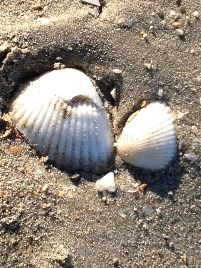The sea shell stock image. Image of shell, white, sand - 43644391