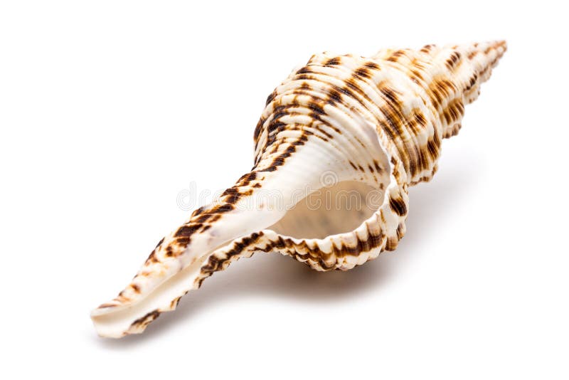 Shell stock image. Image of hard, beauty, colorful, calcium - 26118223