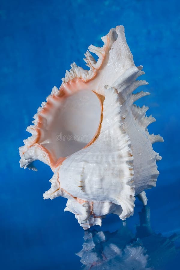 Sea shell white color stock photo. Image of swirl, mollusk - 11806904
