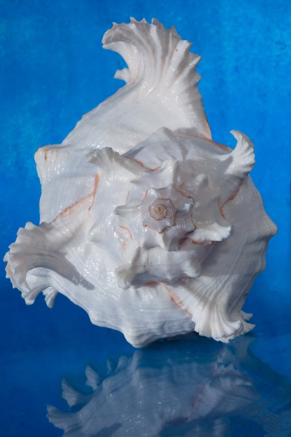 Sea shell white color stock photo. Image of swirl, mollusk - 11806904