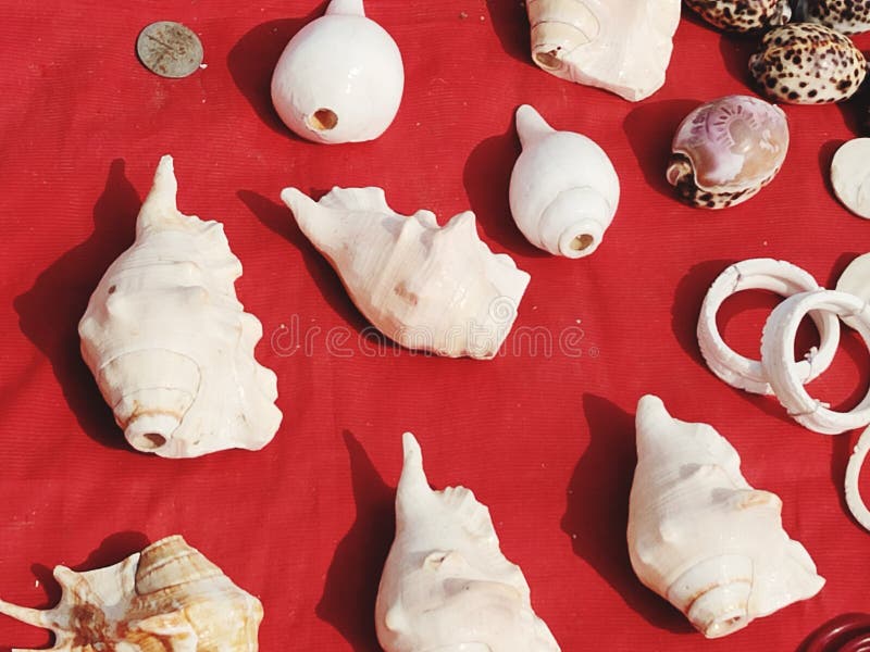 Sea shell white colour stock image. Image of equipments - 172533645