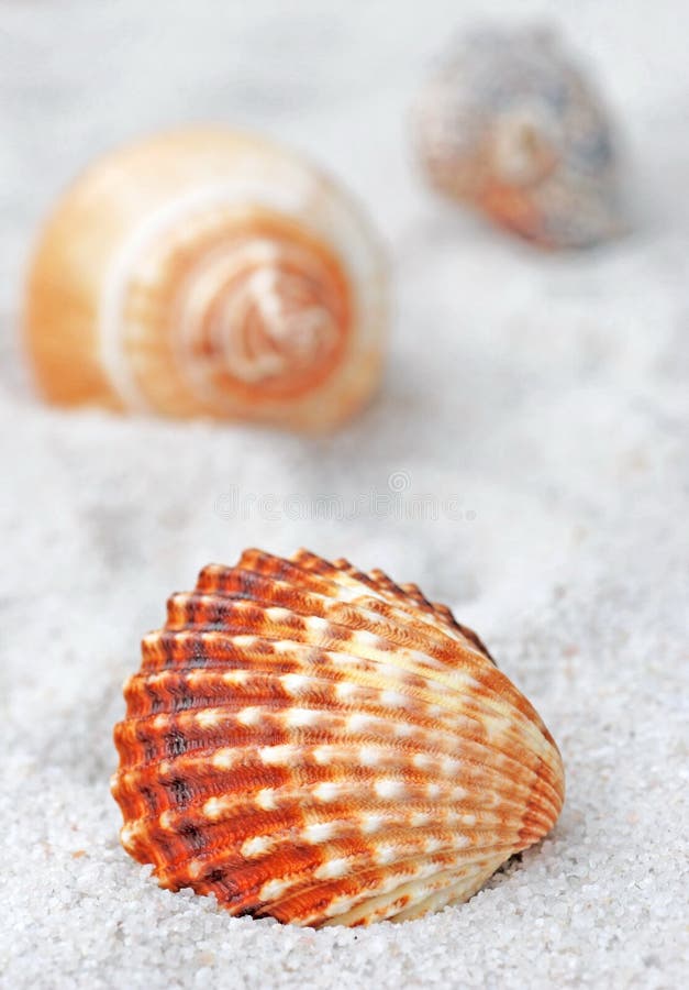 Sea shell on white sand stock image. Image of ocean, natural - 13447211