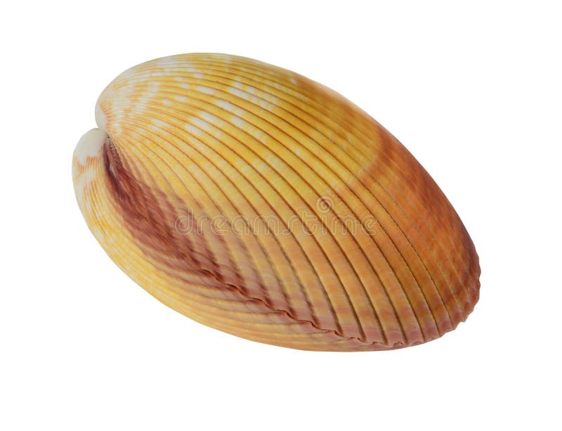 Sea Shell on a white stock photo. Image of summer, white - 72728750