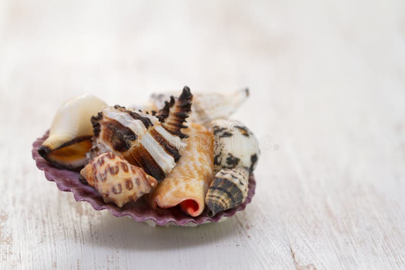 Sea Shell with White Background Wallpaper, Stock Photo - Image of fish ...