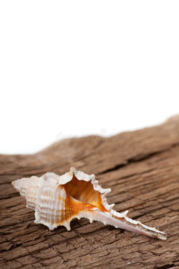 Sea shell on wooden board stock image. Image of natural - 34438897