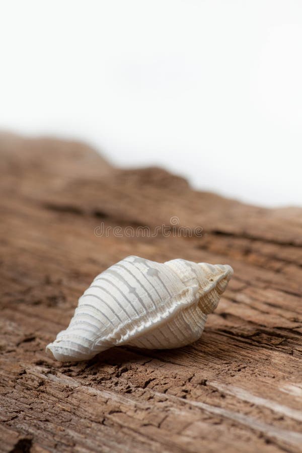 Sea shell on wooden board stock photo. Image of postcard - 34438908