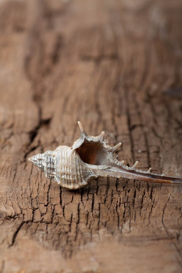 Sea shell on wooden board stock photo. Image of board - 34438914