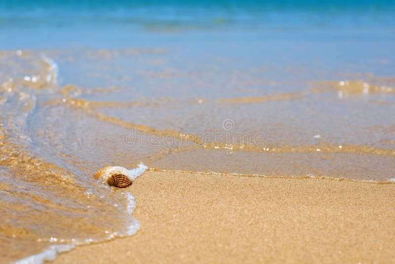 Sea Shell on the Yellow Sandy Beach Stock Photo - Image of nature ...
