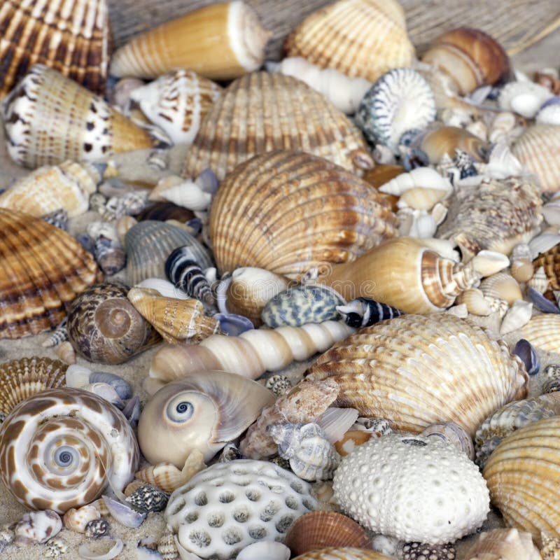Sea shells stock photo. Image of close, shell, collection - 10447476