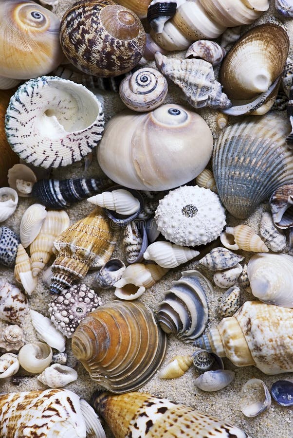 Sea shells stock photo. Image of collection, background - 10562362