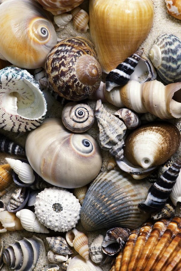 Collection of Colourful Coastal Sea Shells Stock Image - Image of ...