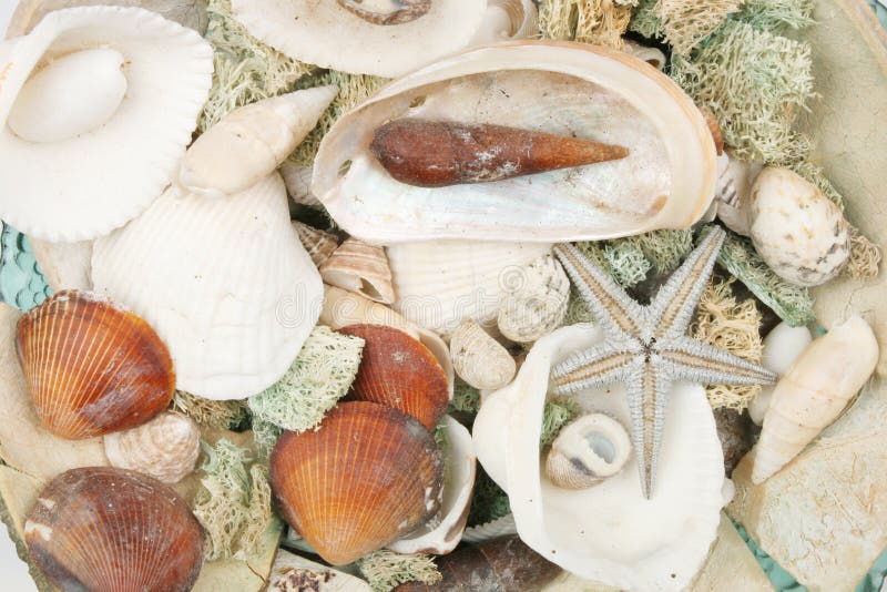 Sea shells stock image. Image of seaside, shell, weathered - 10833803