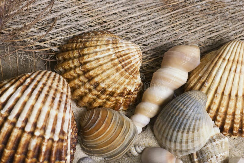 Sea Fan, Fiji stock image. Image of reef, underwater - 12962481