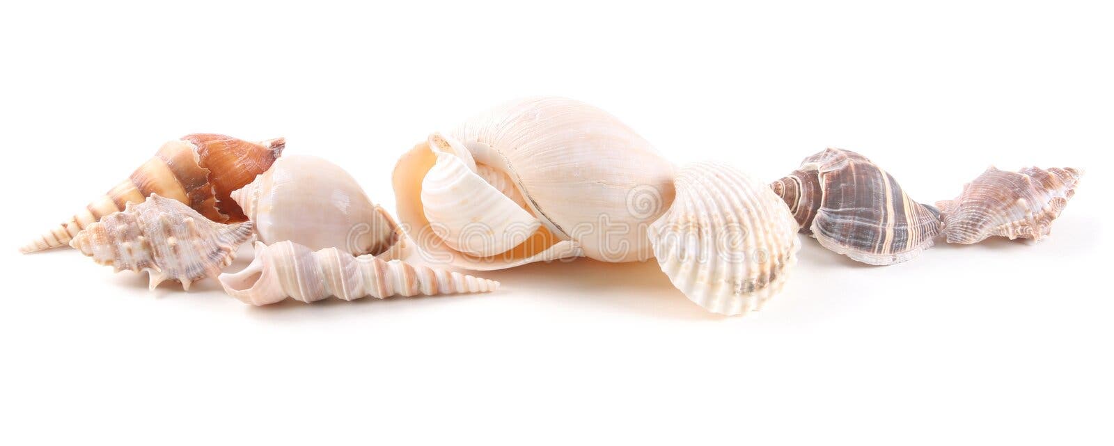 176,380 Shells Stock Photos - Free & Royalty-Free Stock Photos from ...