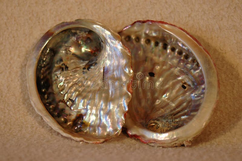 219 African Seashells Stock Photos - Free & Royalty-Free Stock Photos ...