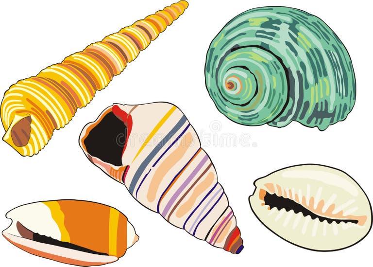 Isolated Different Sea Shells Stock Illustrations – 664 Isolated ...