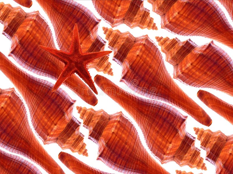 Sea Shells Pyramid stock photo. Image of ornate, paradise - 1277114