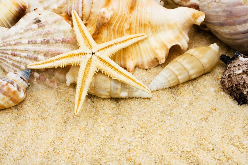 Caribbean Beach Sand with Sea Shells and Starfish Stock Photo - Image ...