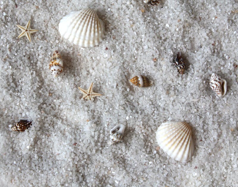 Sea Shells stock image. Image of objects, beach, destination - 13454135