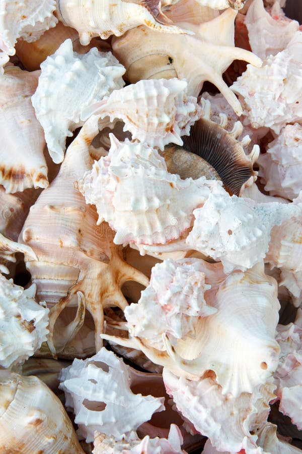 Sea shells stock image. Image of close, bivalve, bleached - 15297995