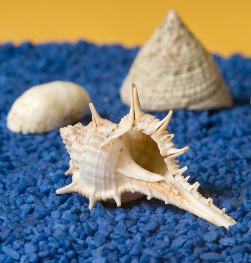 Nice Sea Shells on the Sandy Beach Stock Image - Image of climate ...