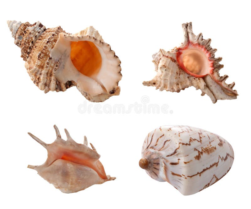 Sea shells stock image. Image of group, shape, large - 15725729