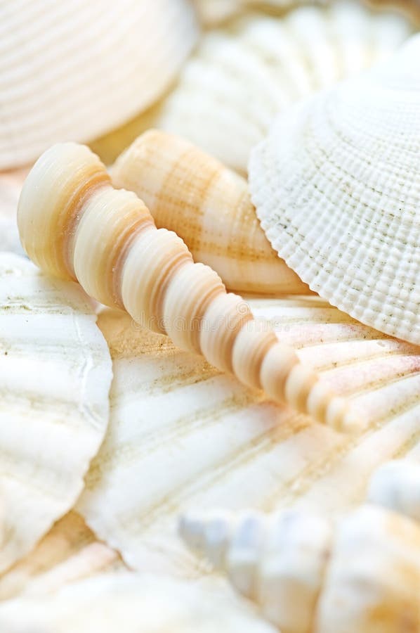 Flip flops on fence stock image. Image of cockel, summer - 19433915