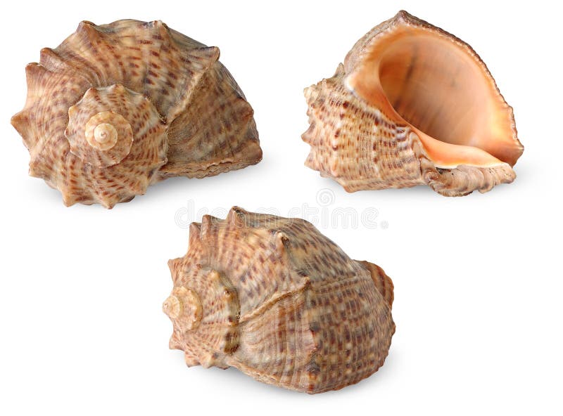 Collection of sea shells stock photo. Image of cutout - 70025908