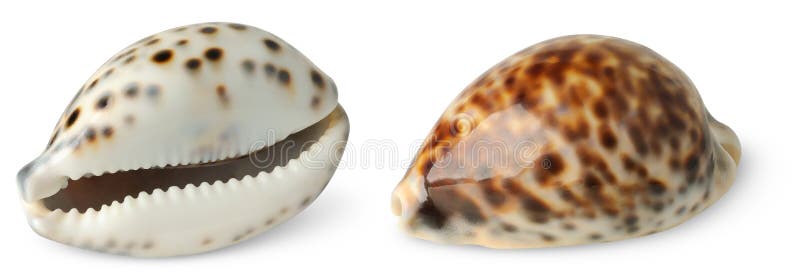 Sea shells stock photo. Image of swirl, spots, macro - 17064664