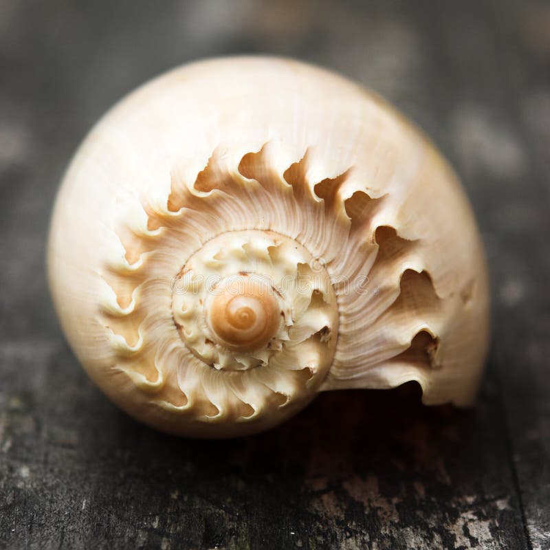 Two brown shells stock image. Image of collect, shells - 798145
