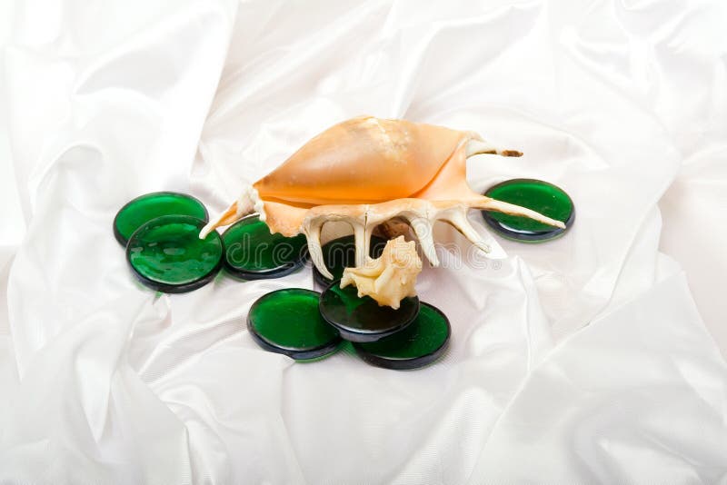 Sea shells stock image. Image of shiny, conch, objects - 17430603