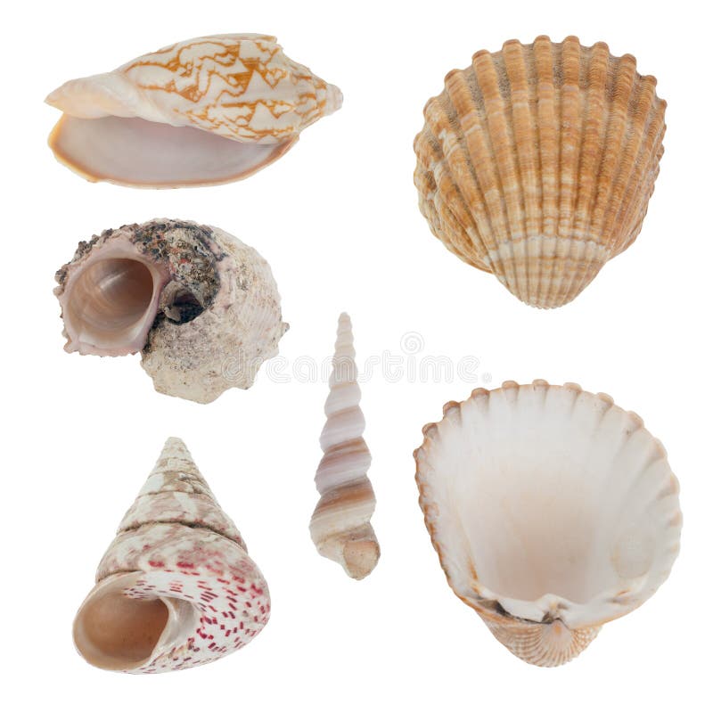 Shell Collection, isolated stock image. Image of shell - 3359727
